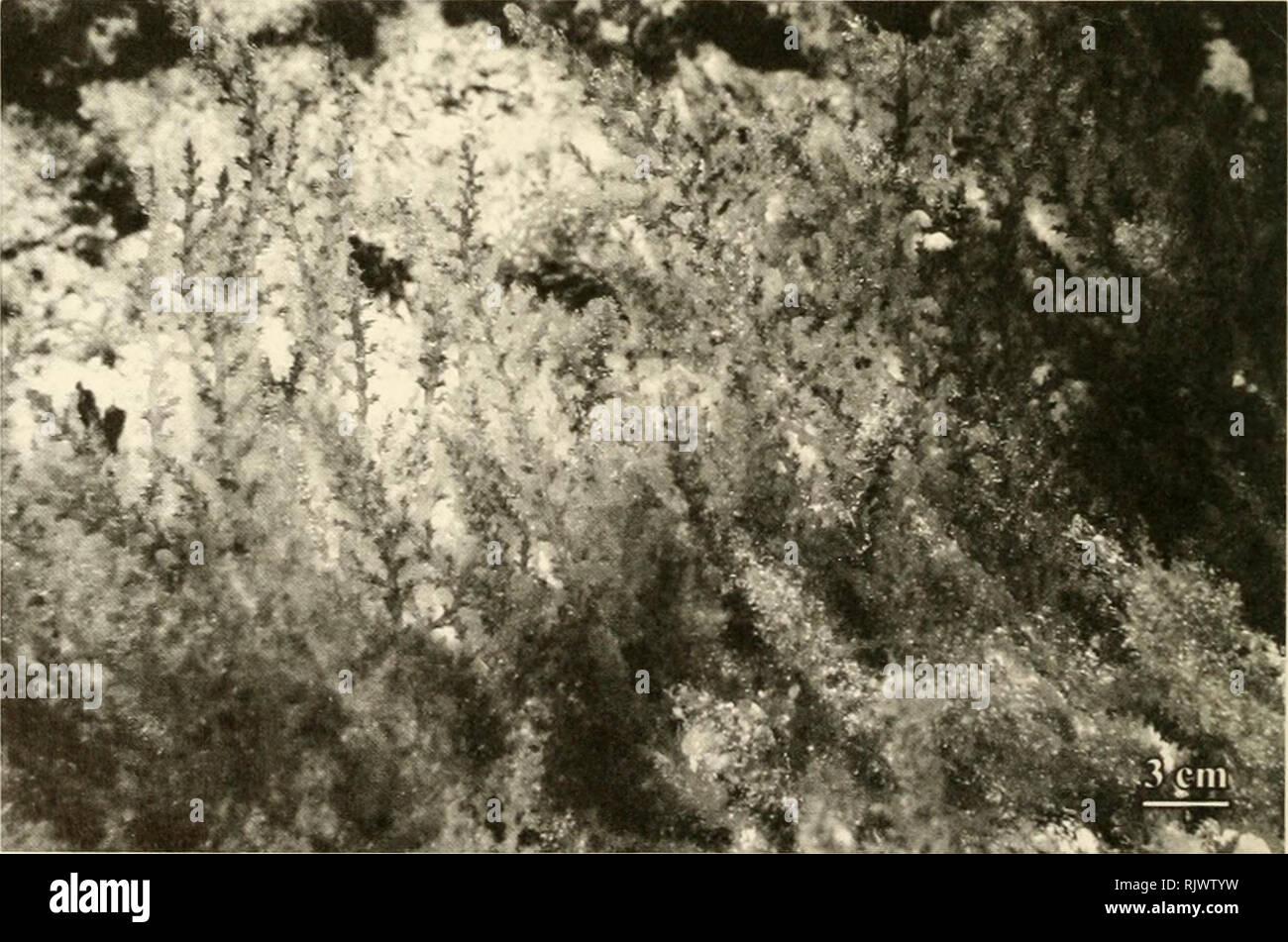 Acanthophora spicifera hi-res stock photography and images - Alamy