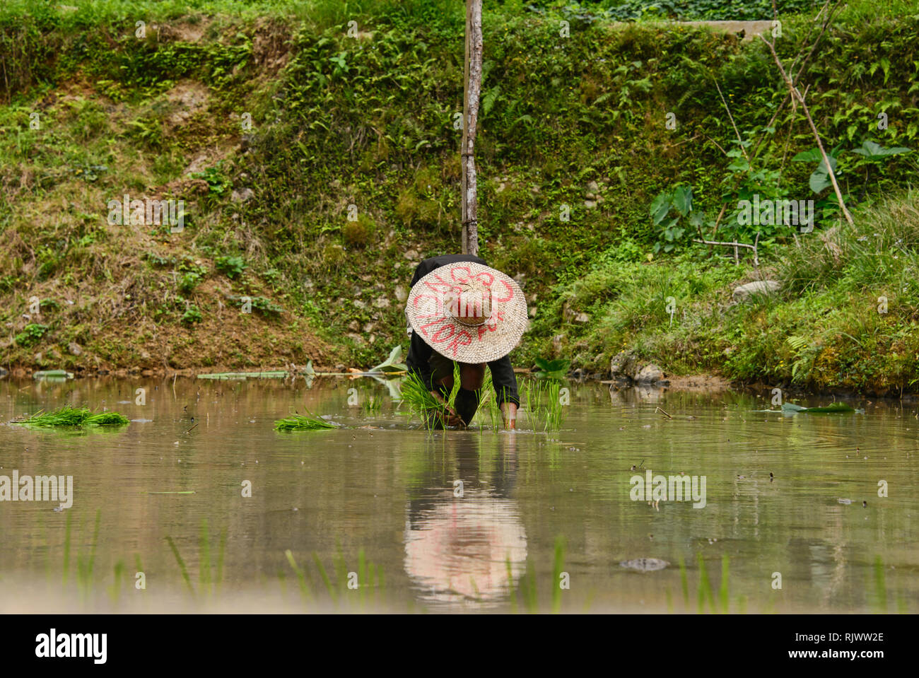 Planting rice at the UNESCo rice terraces of Batad, Banaue, Mountain ...