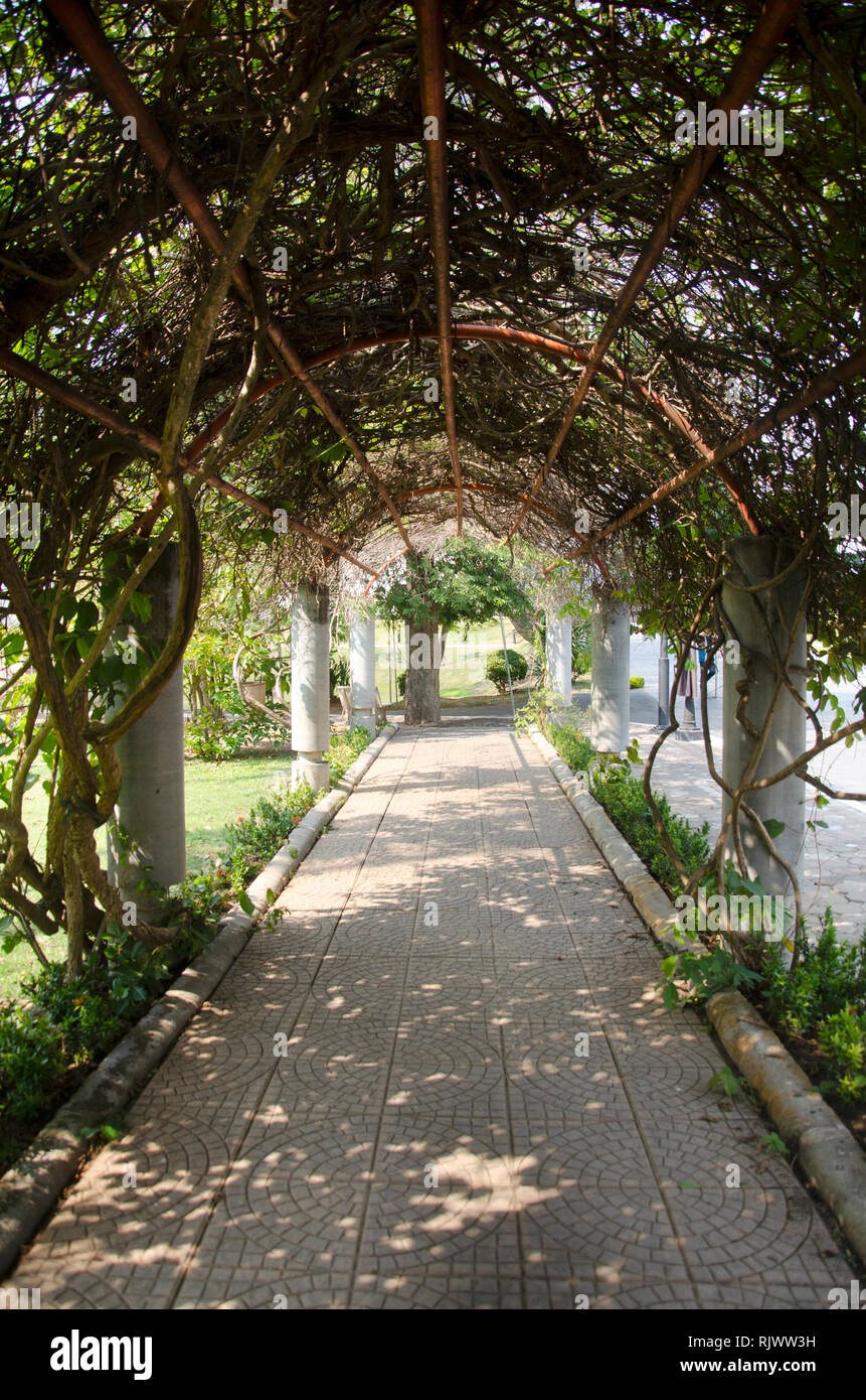 Tree tunnel garden and stone footpath in public park at Sing Buri ...