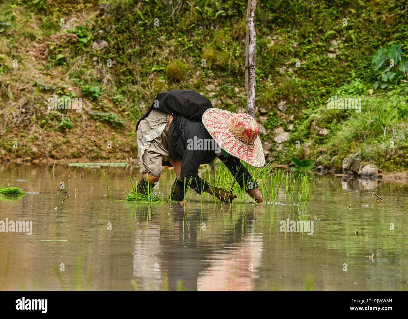 Planting rice at the UNESCo rice terraces of Batad, Banaue, Mountain ...