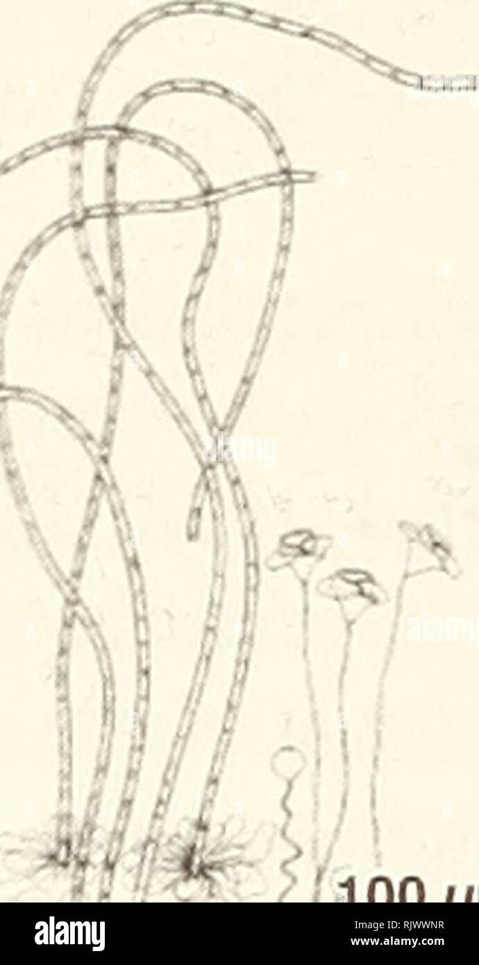 . Atoll research bulletin. Coral reefs and islands; Marine biology ...