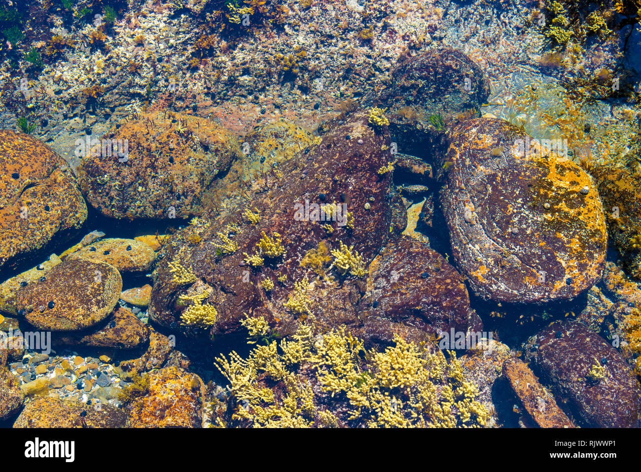 Colourful marine rocks background with sea flora in ocean environment ...