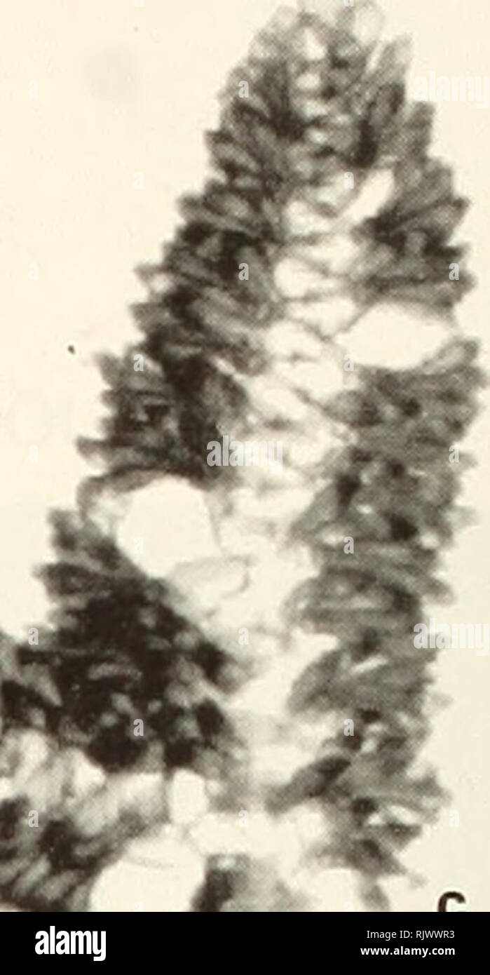 . Atoll research bulletin. Coral reefs and islands; Marine biology ...