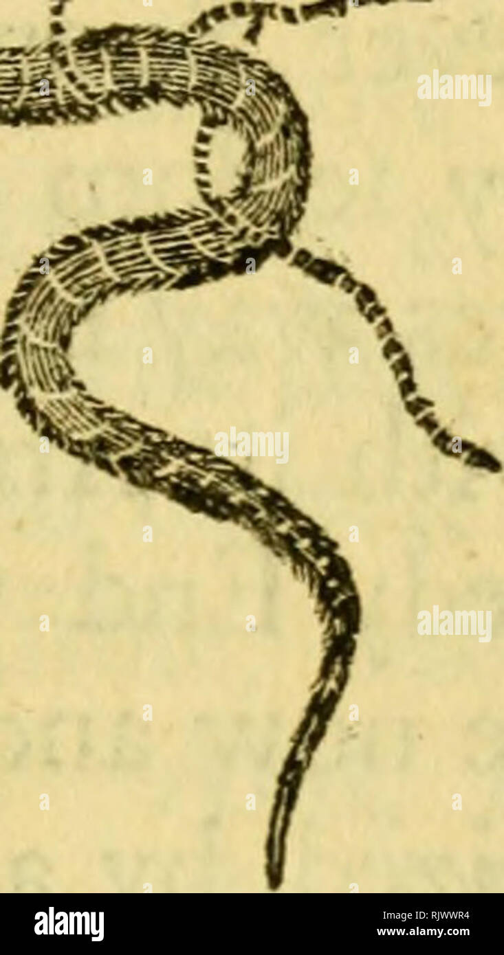 Letter t snake hi-res stock photography and images - Alamy