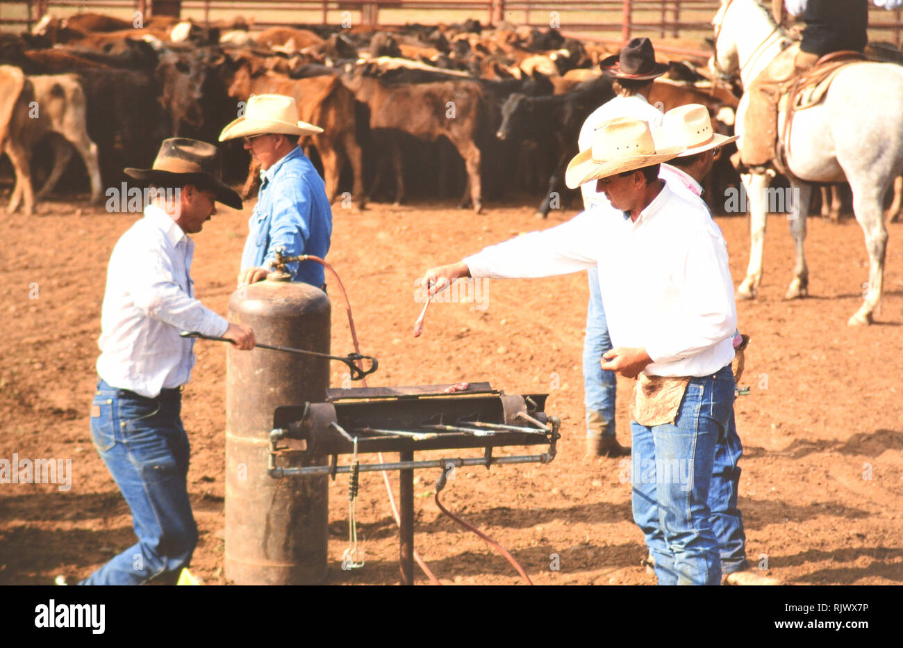 Real Texan Cowboys High Resolution Stock Photography and Images - Alamy