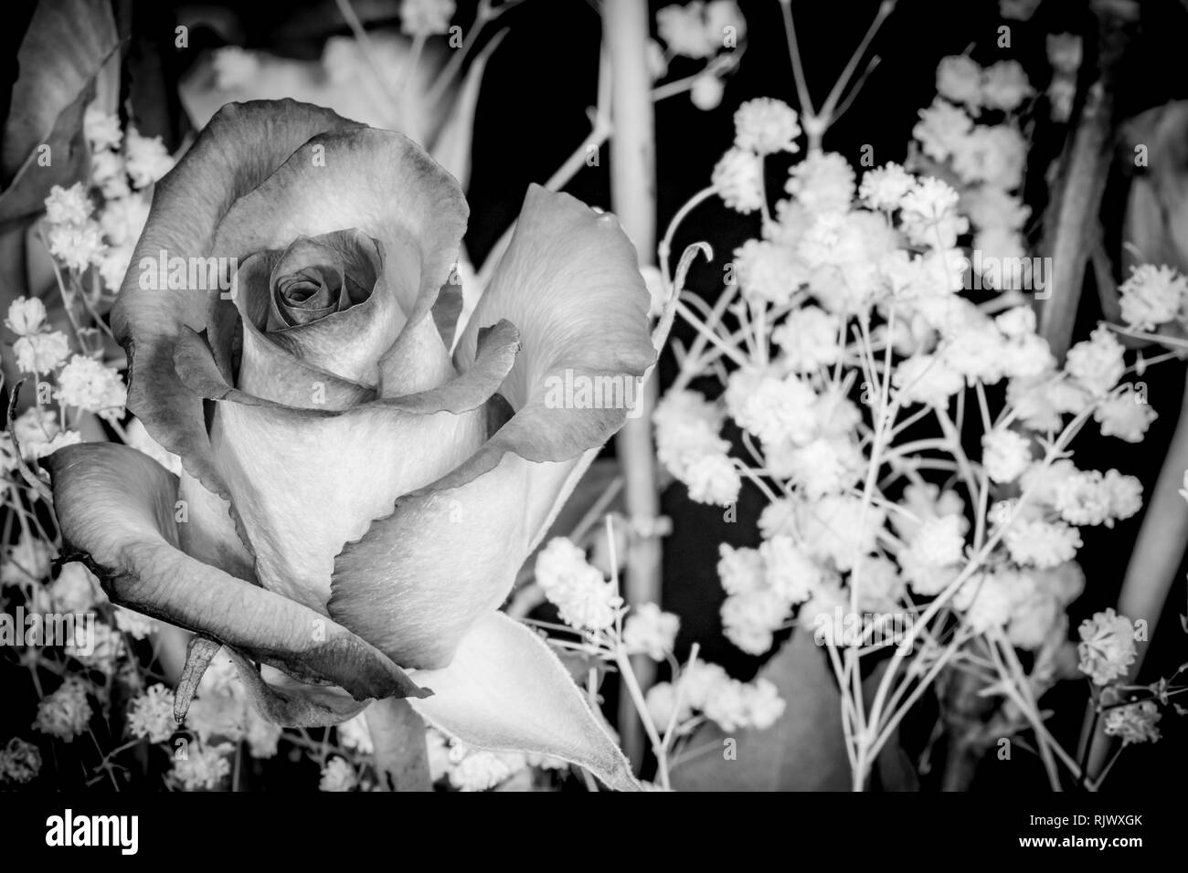 Rose pink light Black and White Stock Photos & Images - Alamy