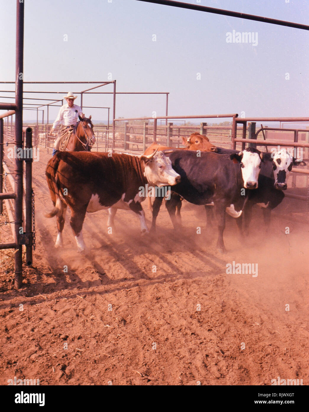Cowboy moving cattle through pens on a ranch in Texas ca. 1998 Stock ...
