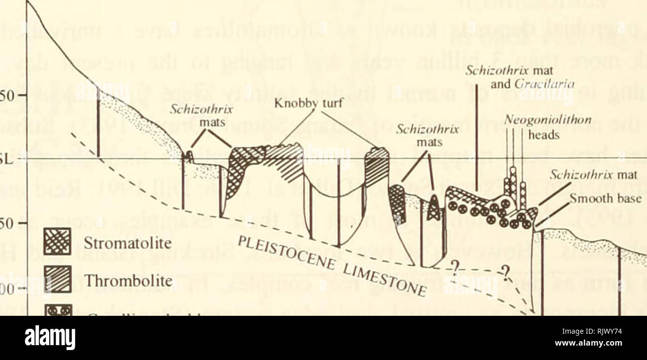 Fringing Reef Profile