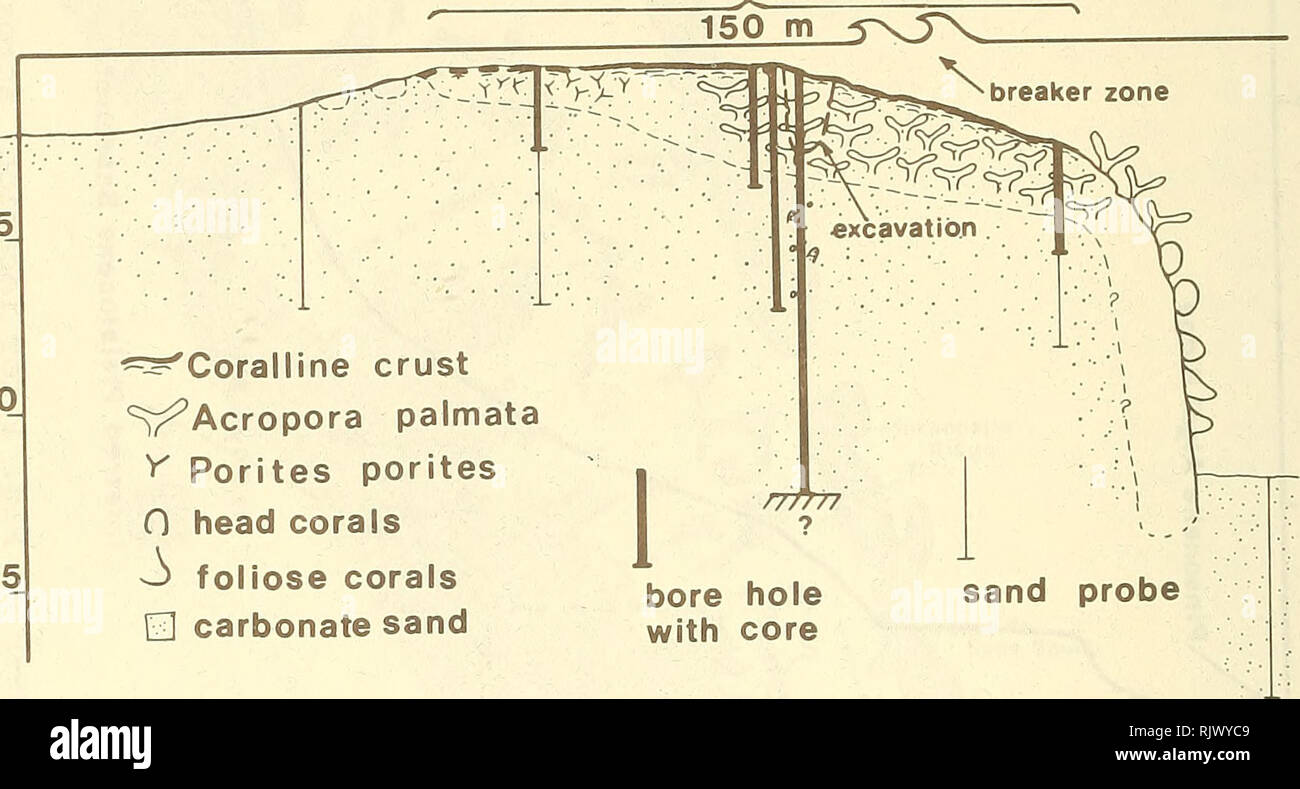 Foliose coral hi-res stock photography and images - Alamy