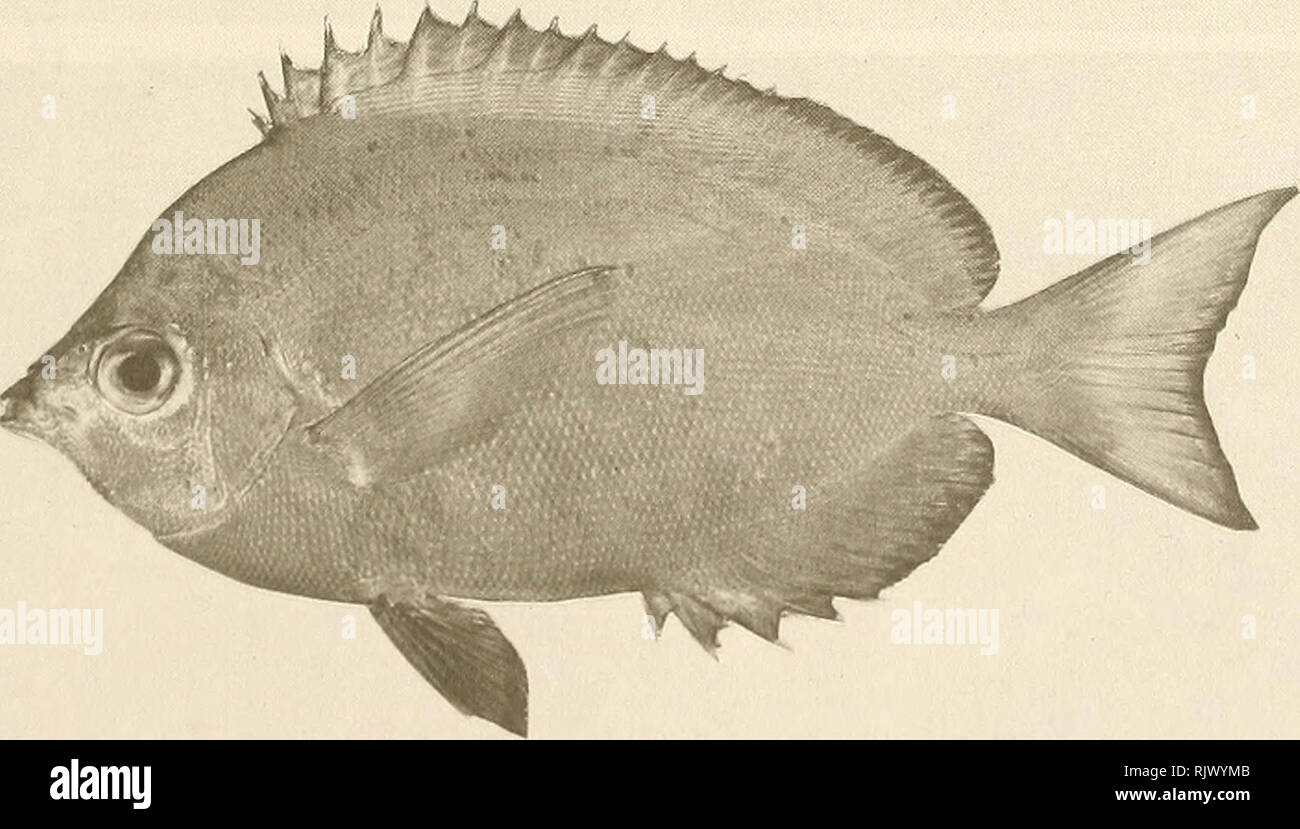 Paracaesio hi-res stock photography and images - Alamy