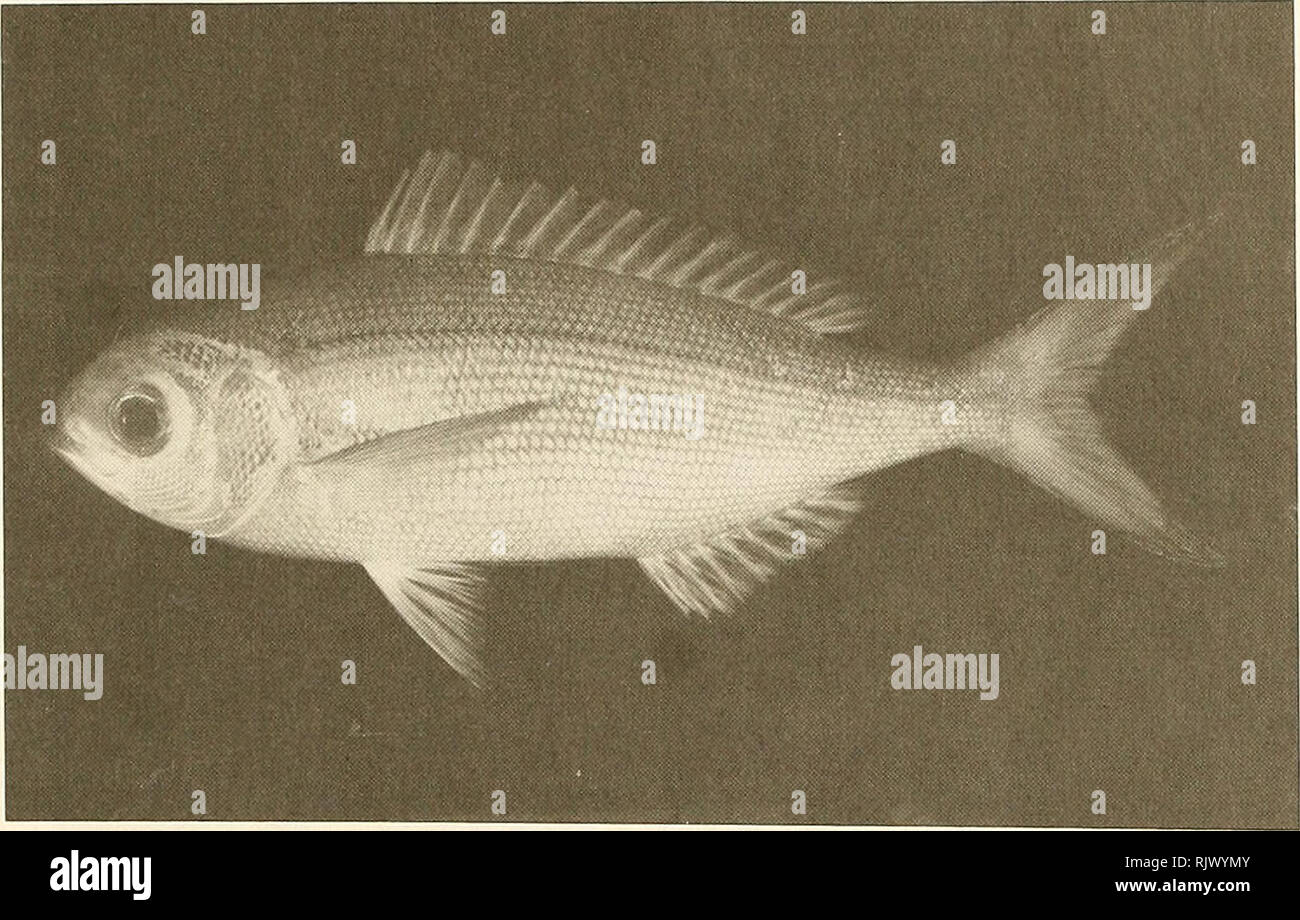 Paracaesio hi-res stock photography and images - Alamy