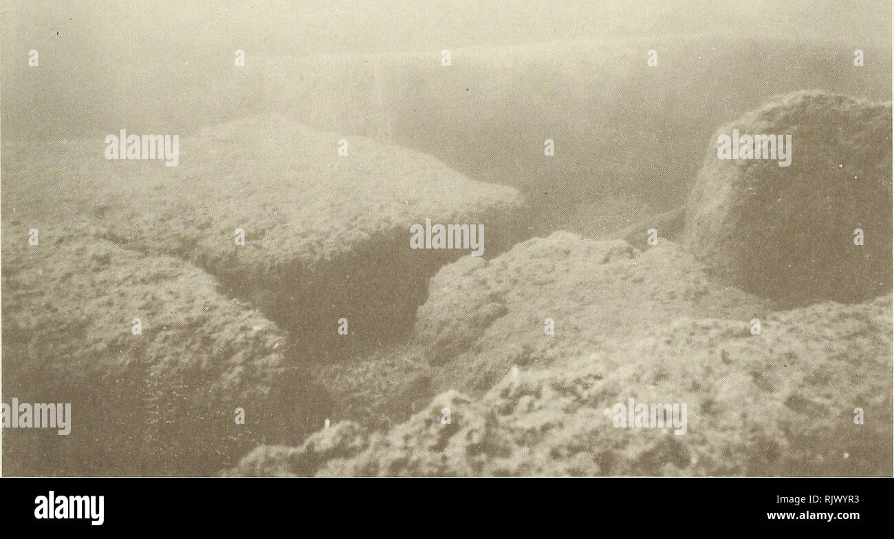 . Atoll research bulletin. Coral reefs and islands; Marine biology ...