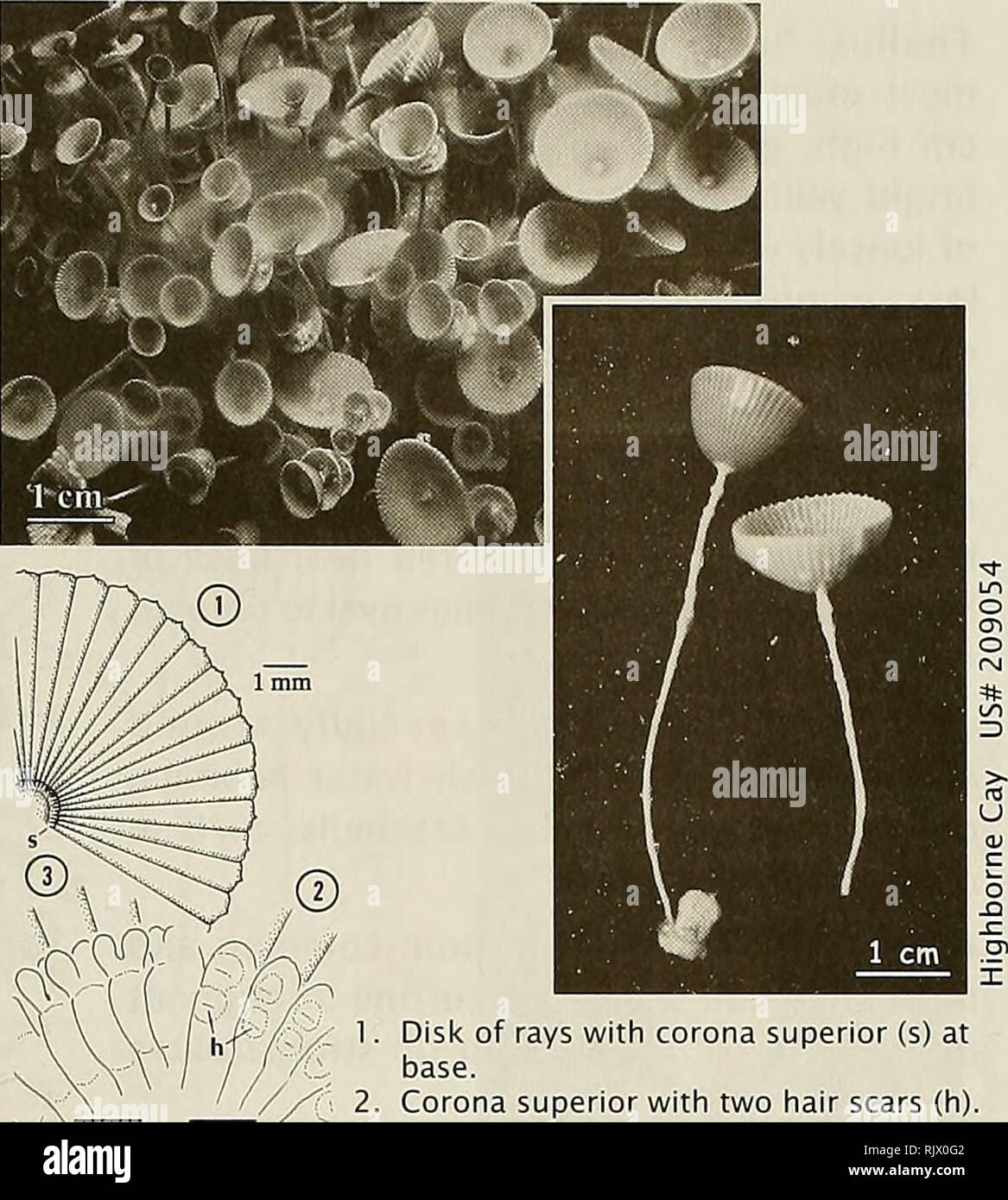 Acetabularia crenulata hi-res stock photography and images - Alamy