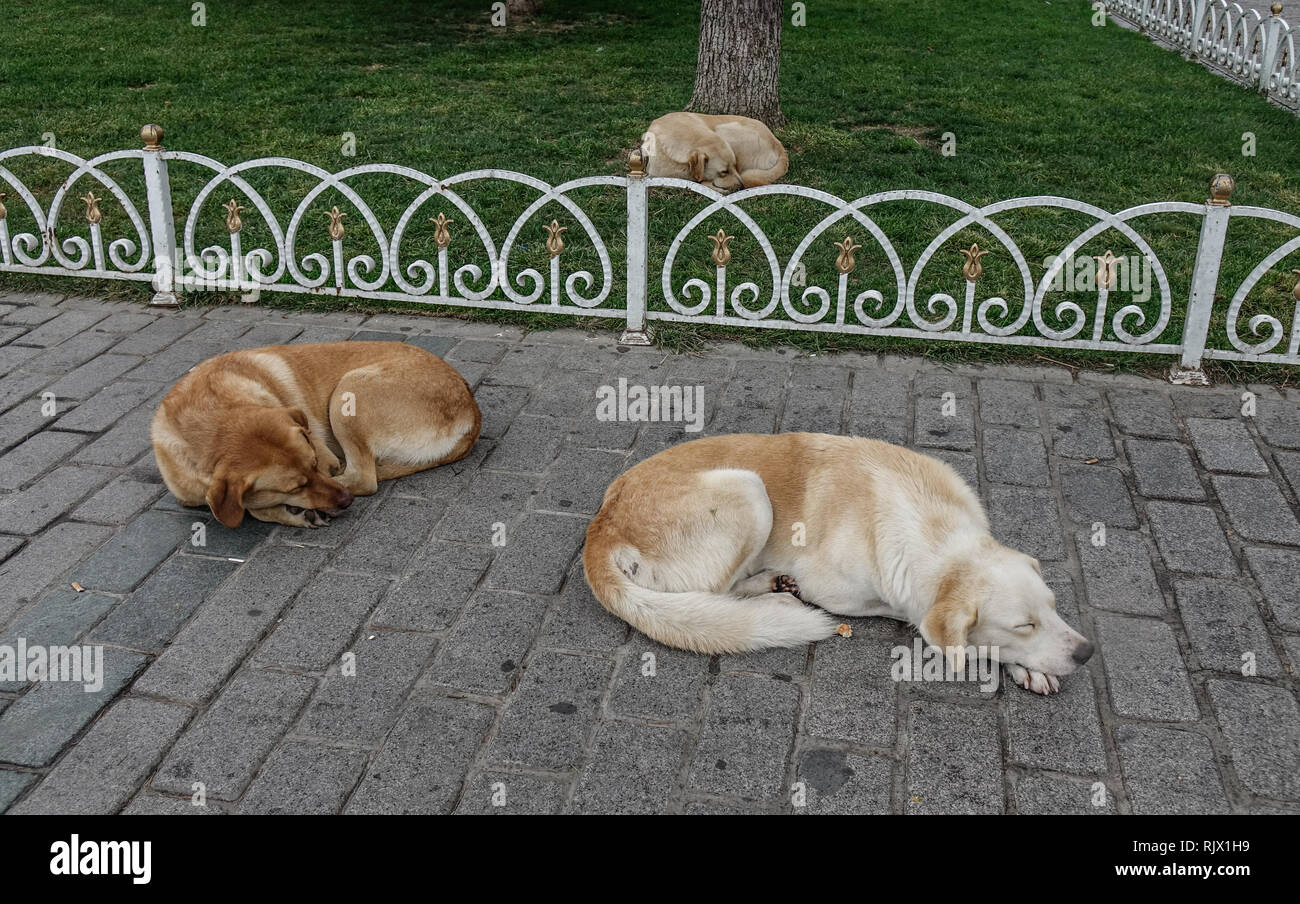 Stray dogs sleeping street istanbul hi-res stock photography and images ...
