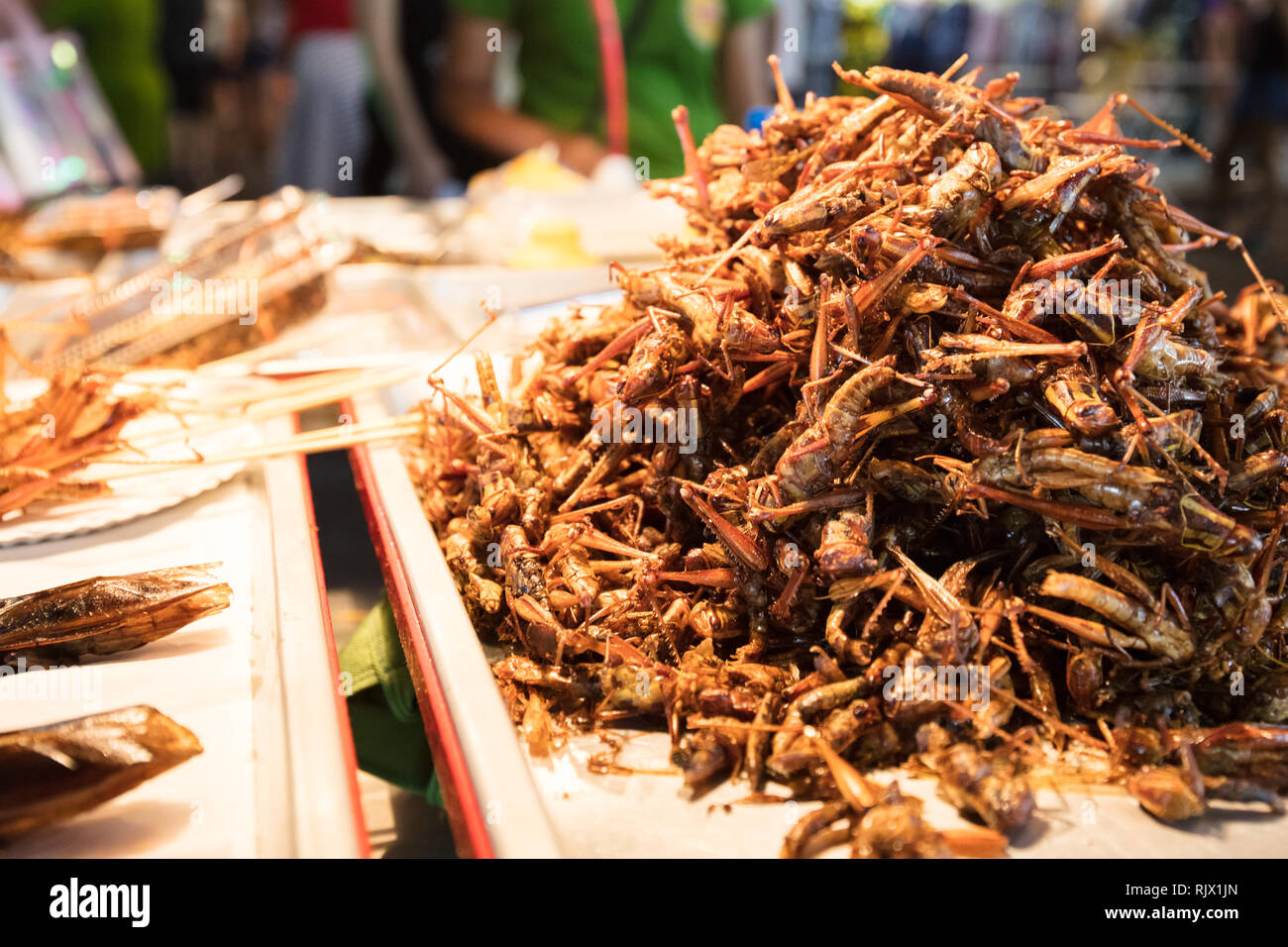 Asian Cockroach High Resolution Stock Photography and Images - Alamy