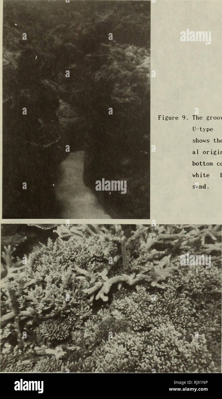 Biogenic origin hi-res stock photography and images - Alamy