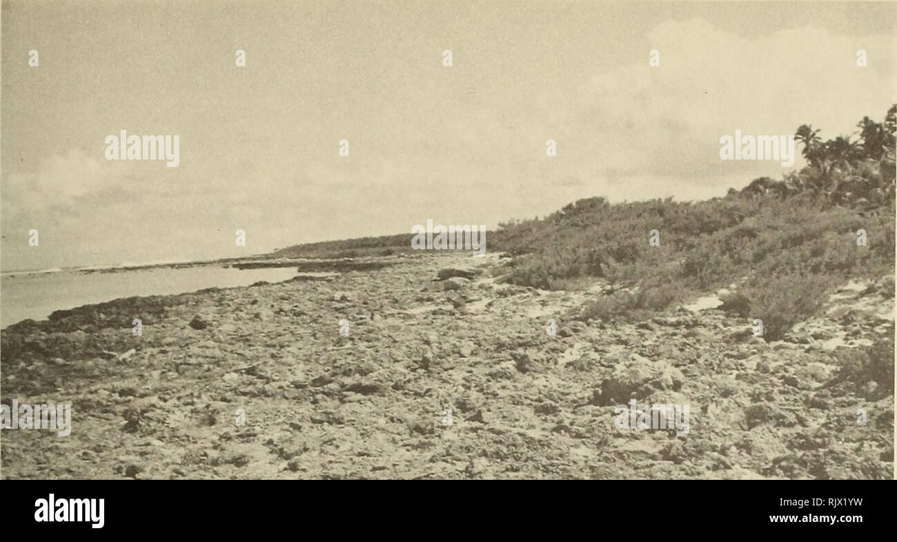 . Atoll research bulletin. Coral reefs and islands; Marine biology ...