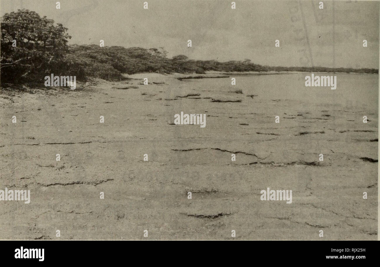 . Atoll research bulletin. Coral reefs and islands; Marine biology ...