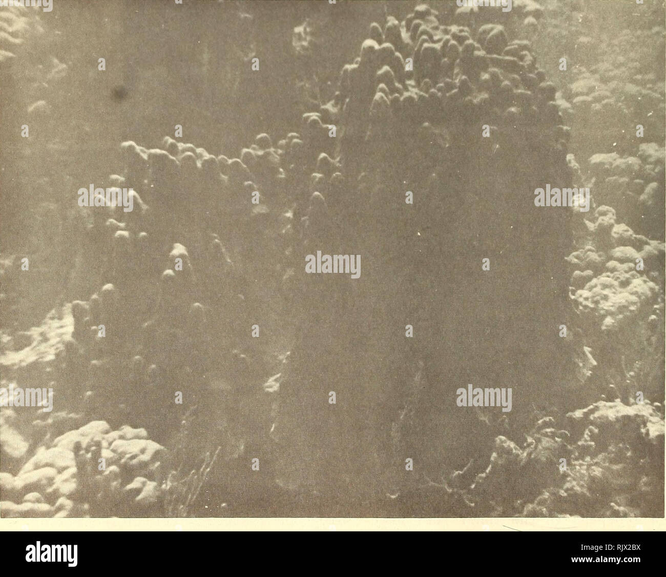 Foliose coral hi-res stock photography and images - Alamy