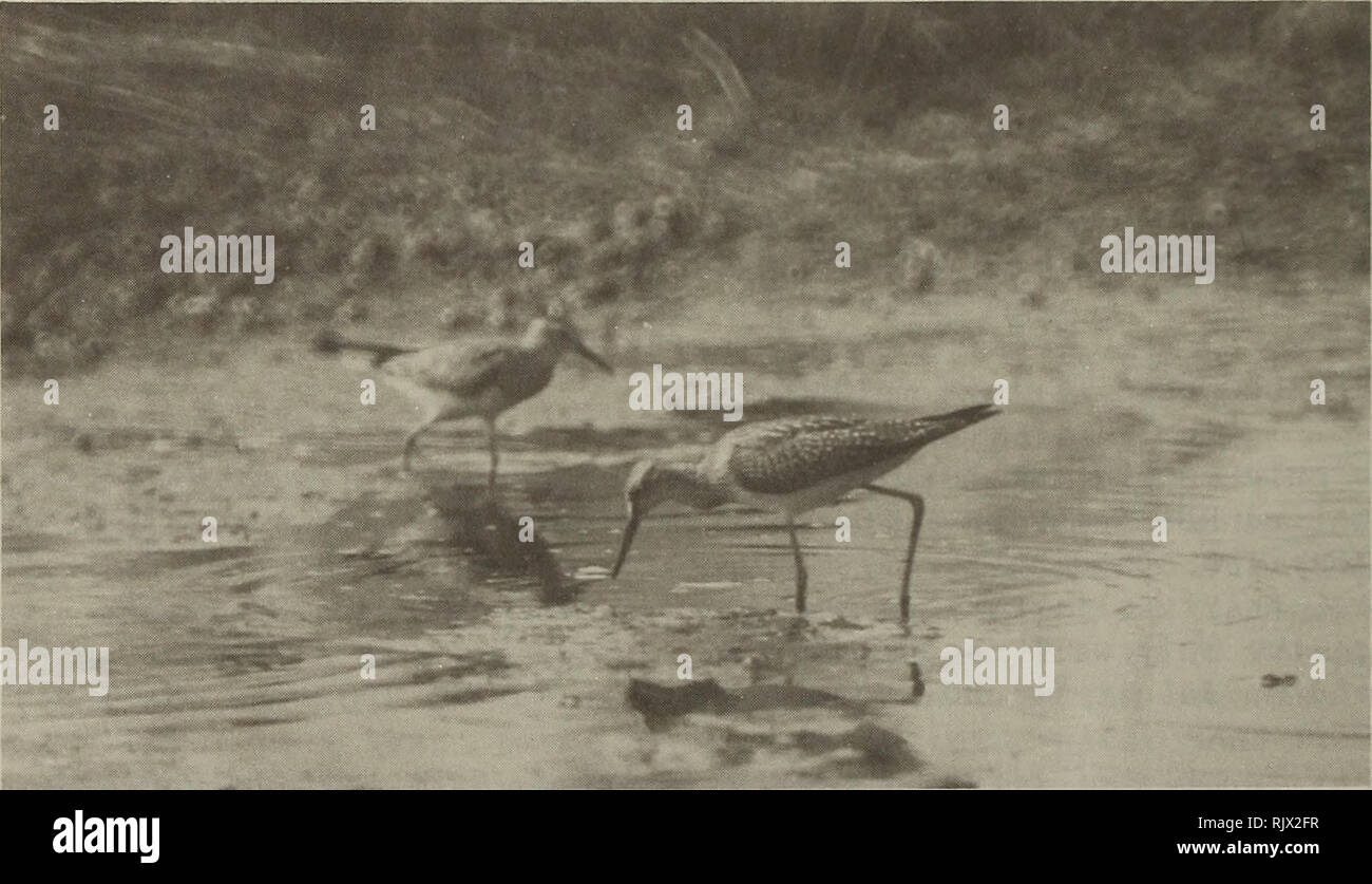 . Atoll research bulletin. Coral reefs and islands; Marine biology ...