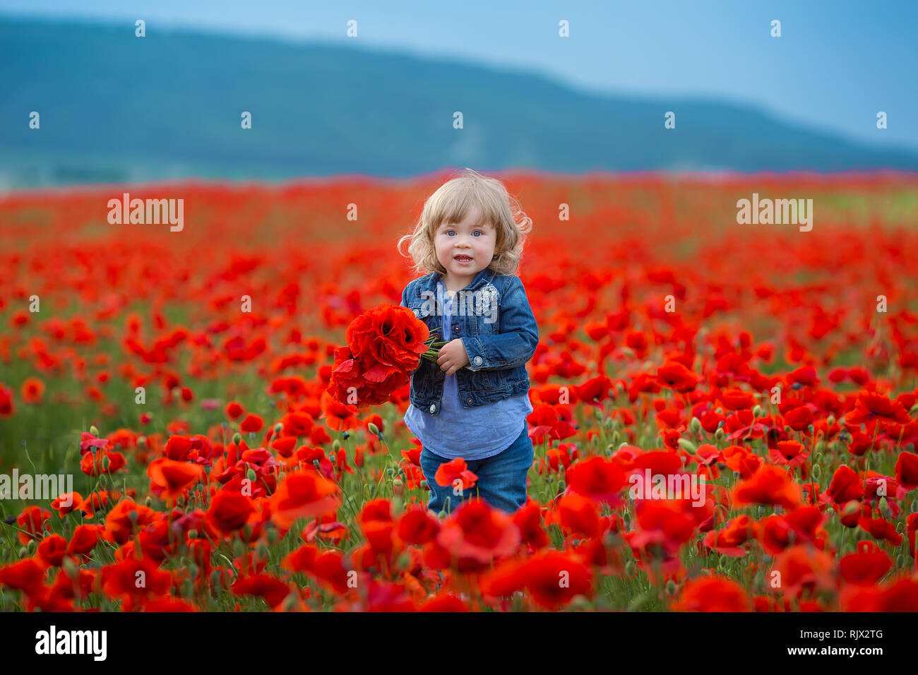 Little girl picking poppies in a field Little girl poppy field, jeans ...