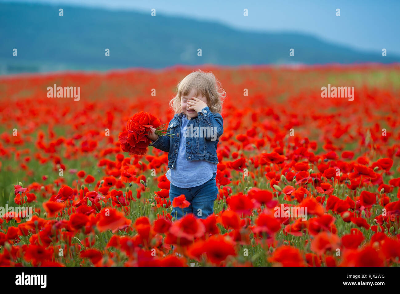Little girl picking poppies in a field Little girl poppy field, jeans ...