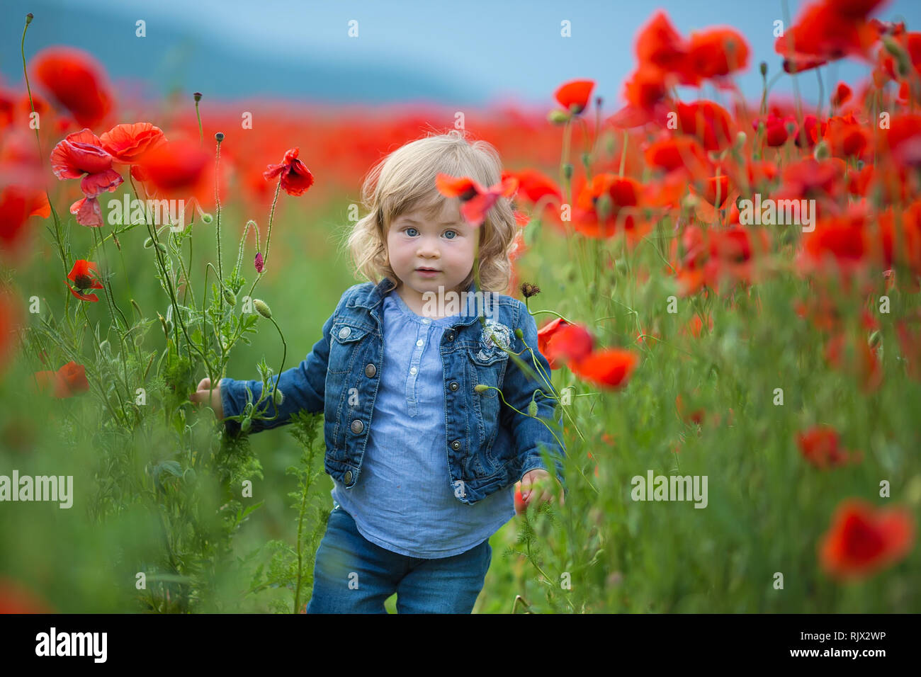 Little girl picking poppies in a field Little girl poppy field, jeans ...
