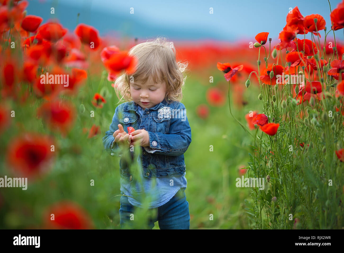 Little girl picking poppies in a field Little girl poppy field, jeans ...