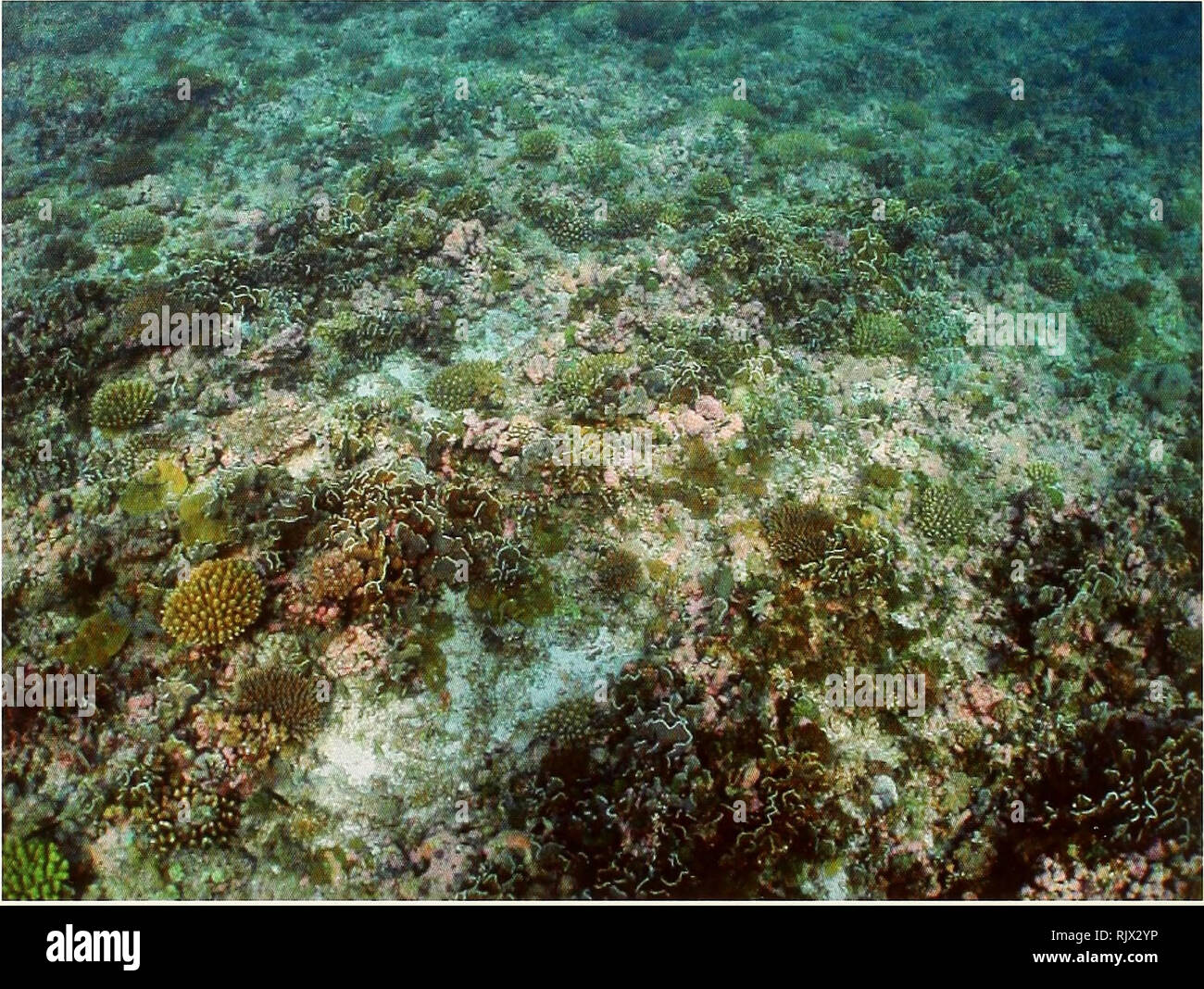 Eagle resolve hi-res stock photography and images - Alamy