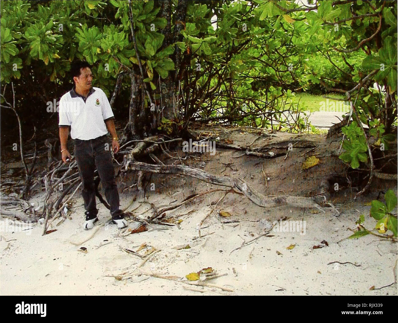 Disappeared beach steps hi-res stock photography and images - Alamy