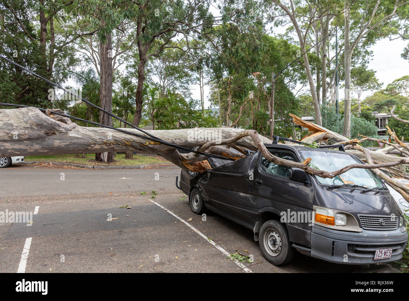 Sydney tree hi-res stock photography and images - Alamy