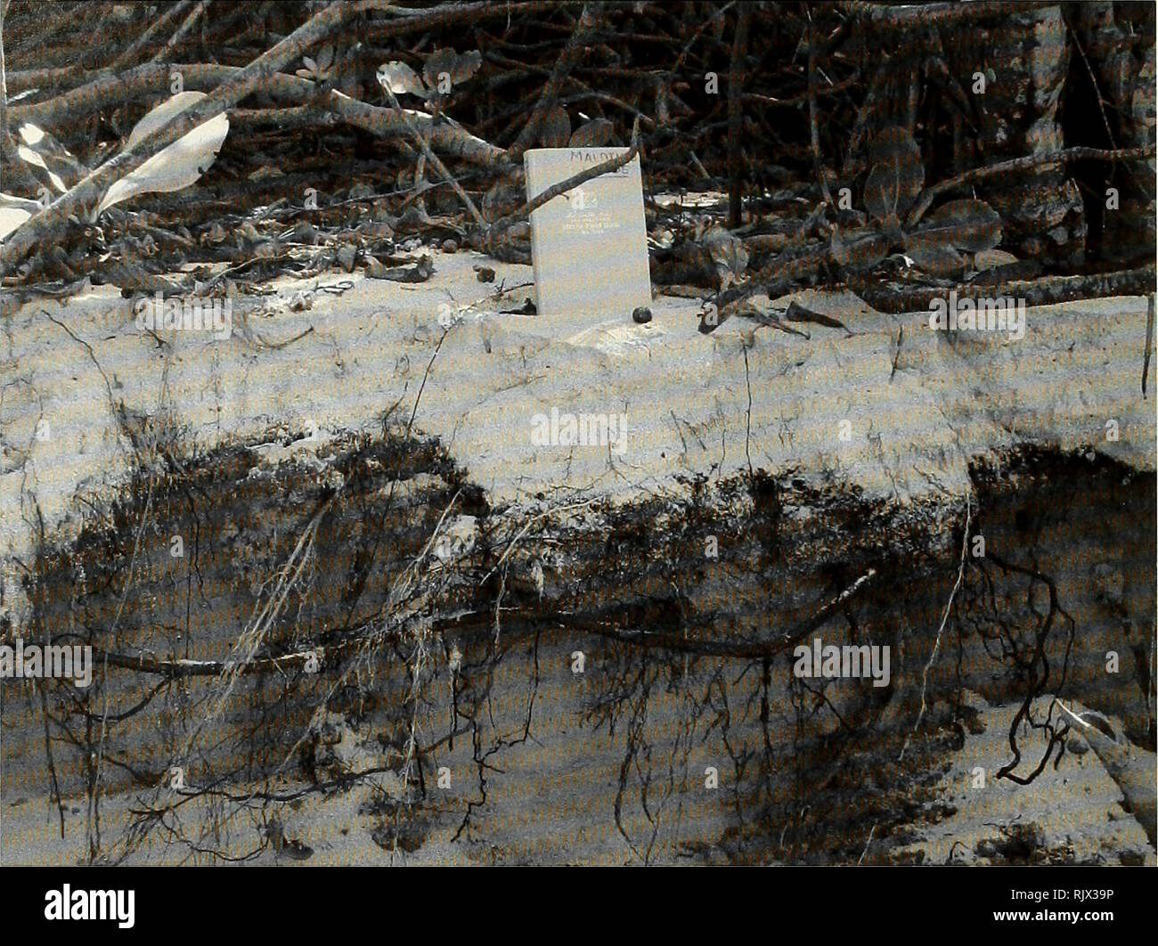 . Atoll research bulletin. Coral reefs and islands; Marine biology ...