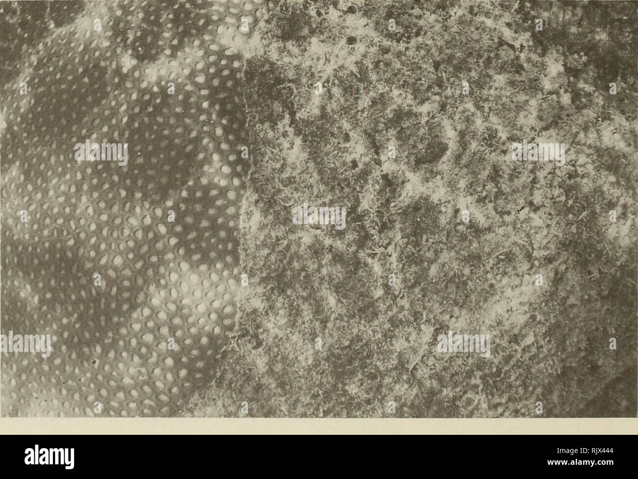 Leptoria High Resolution Stock Photography and Images - Alamy