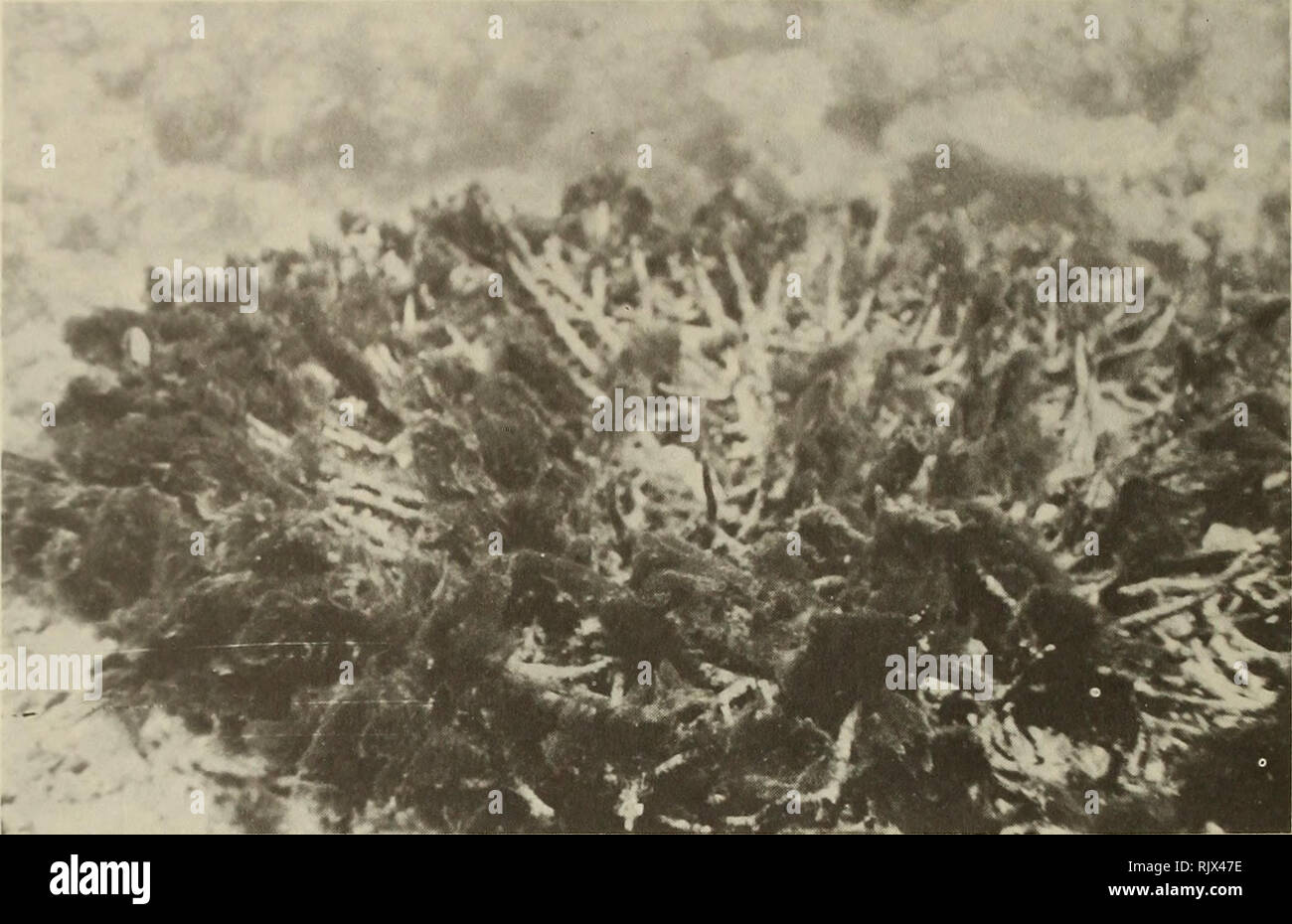 . Atoll research bulletin. Coral reefs and islands; Marine biology ...