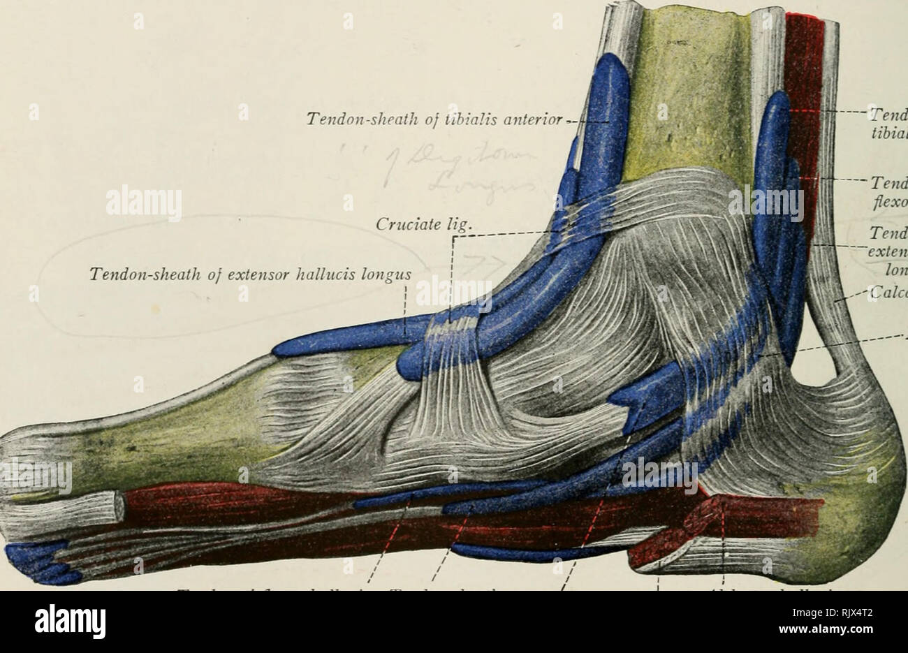 Extensor Retinaculum Compartments