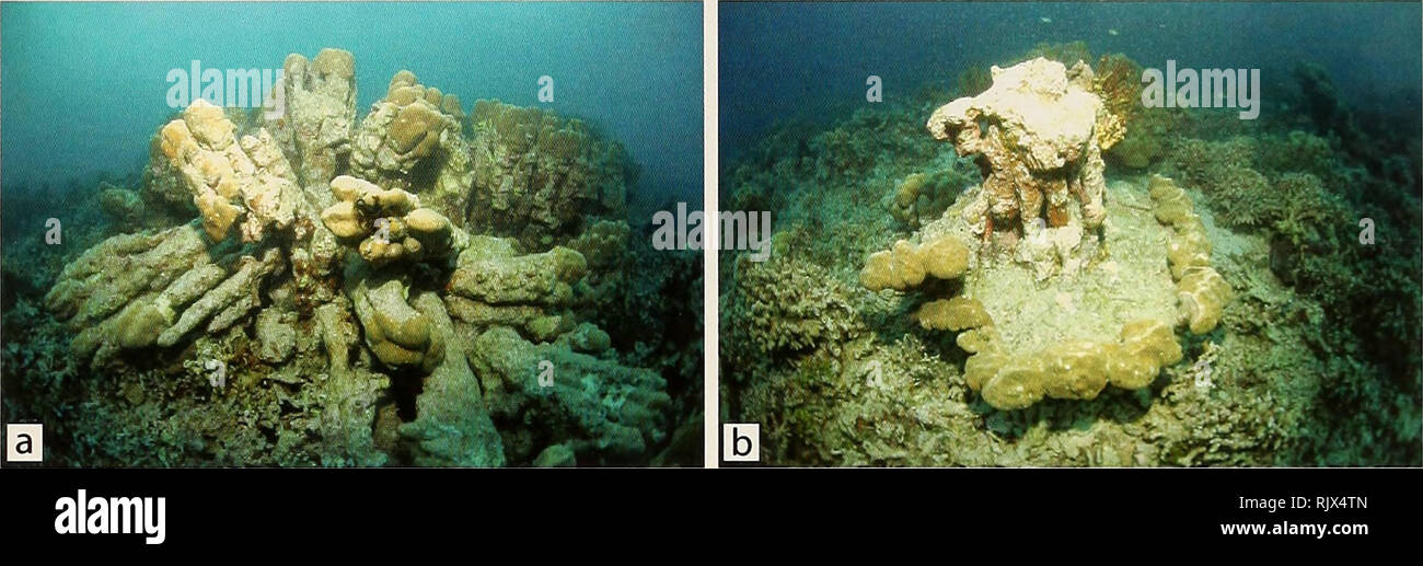 . Atoll research bulletin. Coral reefs and islands; Marine biology ...