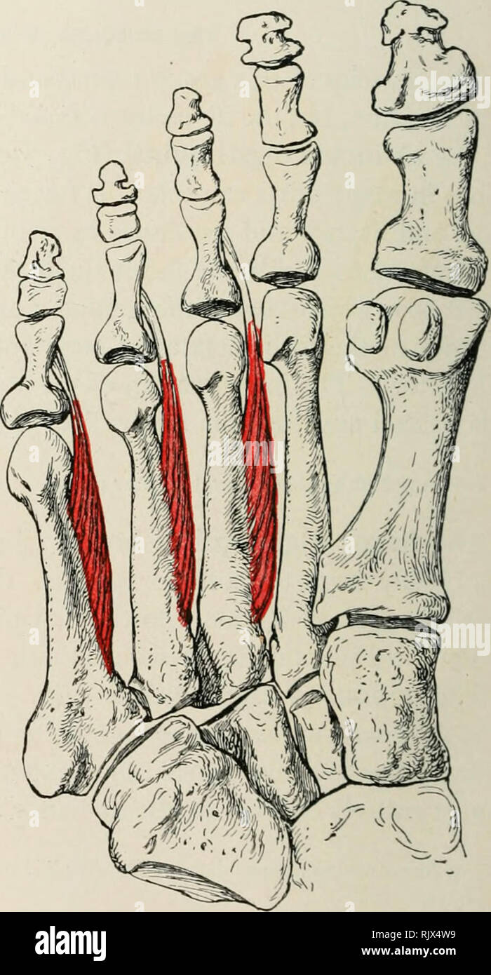 Dorsal interossei hi-res stock photography and images - Alamy