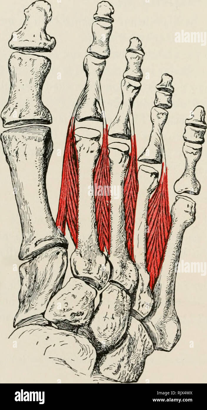 . Atlas and text-book of human anatomy. Anatomy -- Atlases. 228 ATLAS ...