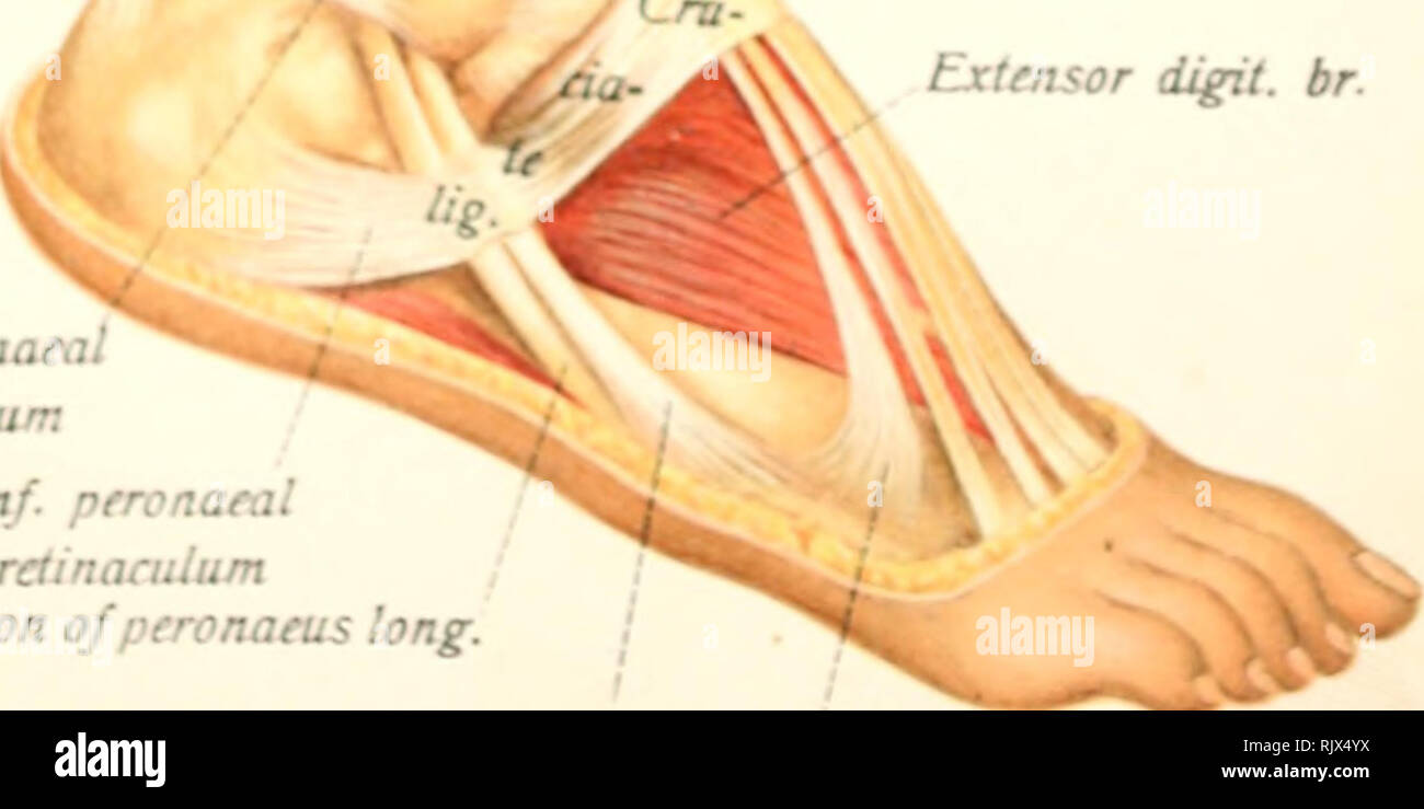 . Atlas and text-book of human anatomy. Anatomy -- Atlases. Tendon of ...