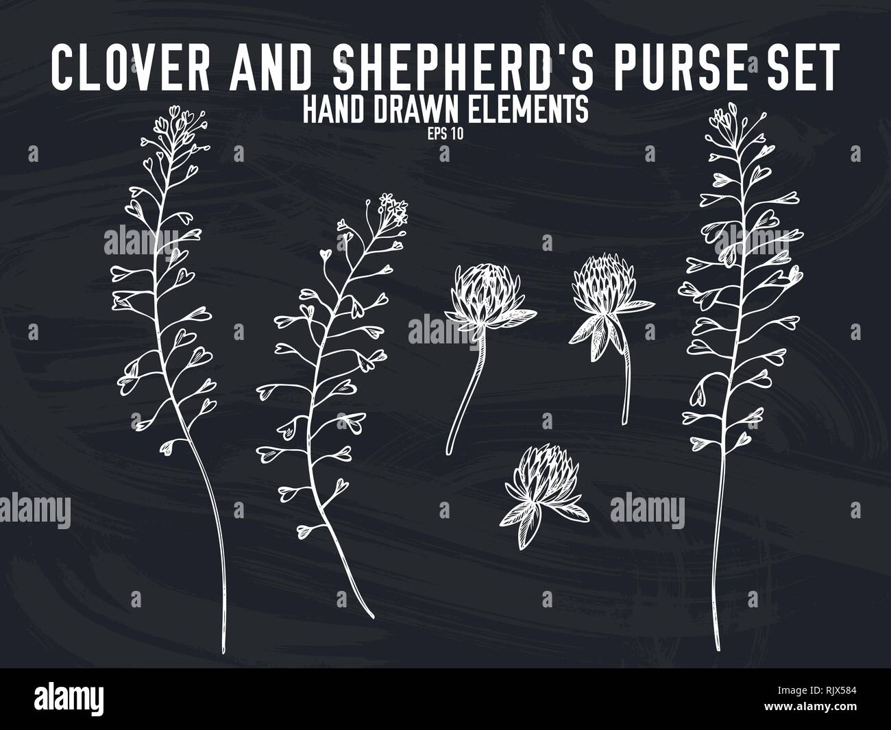 Vector collection of hand drawn chalk clover, shepherd's purse Stock ...