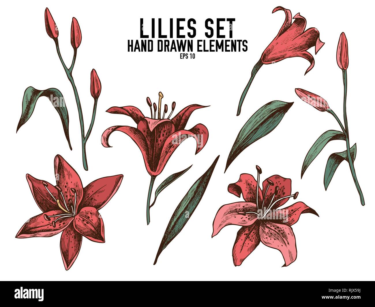 Vector collection of hand drawn colored lilies Stock Vector Image & Art ...
