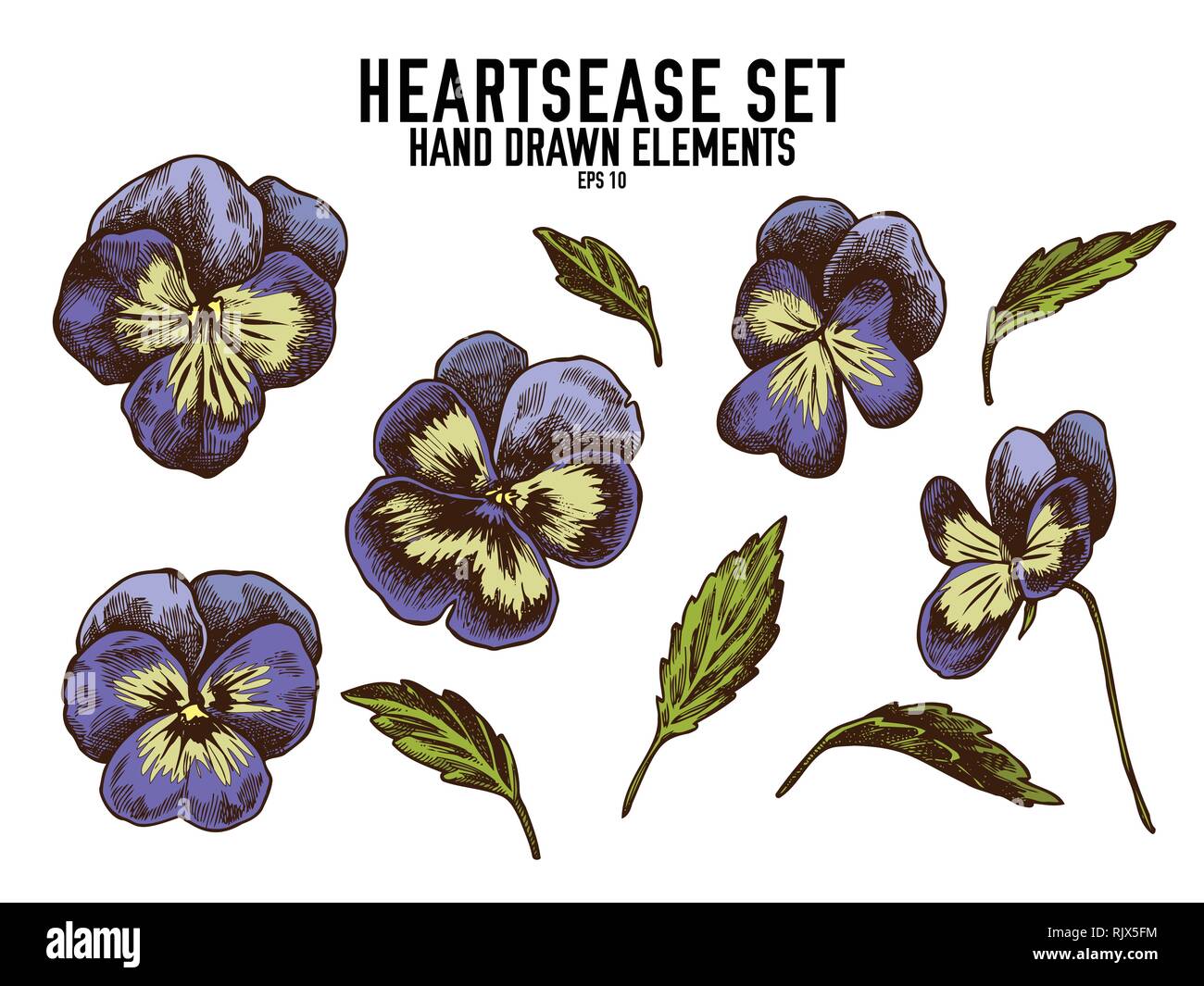 Vector collection of hand drawn colored heartsease Stock Vector Image ...