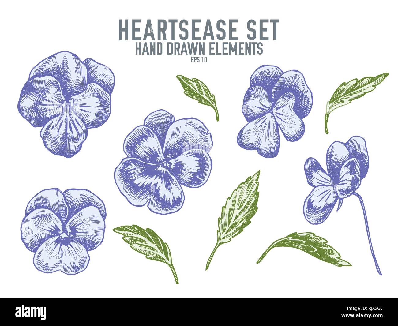 Vector collection of hand drawn pastel heartsease Stock Vector Image ...