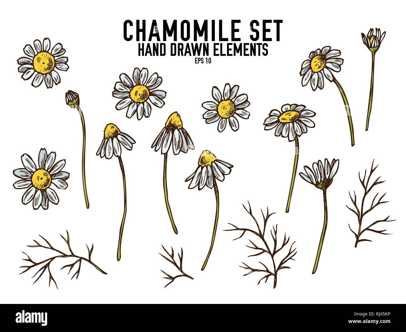 Vector collection of hand drawn colored chamomile Stock Vector Image ...