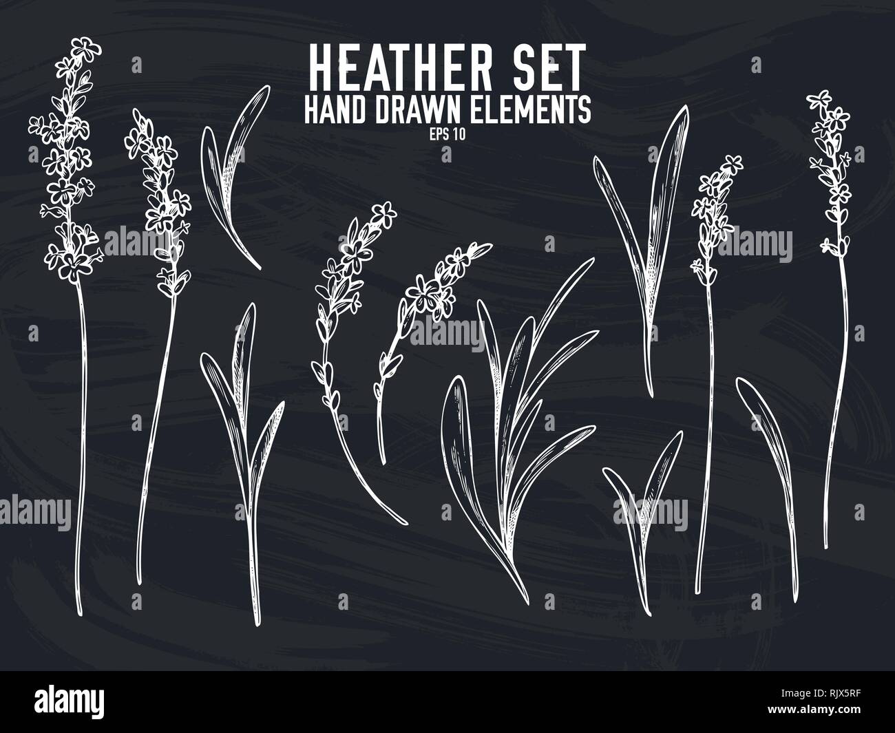 Vector collection of hand drawn chalk heather Stock Vector Image & Art ...