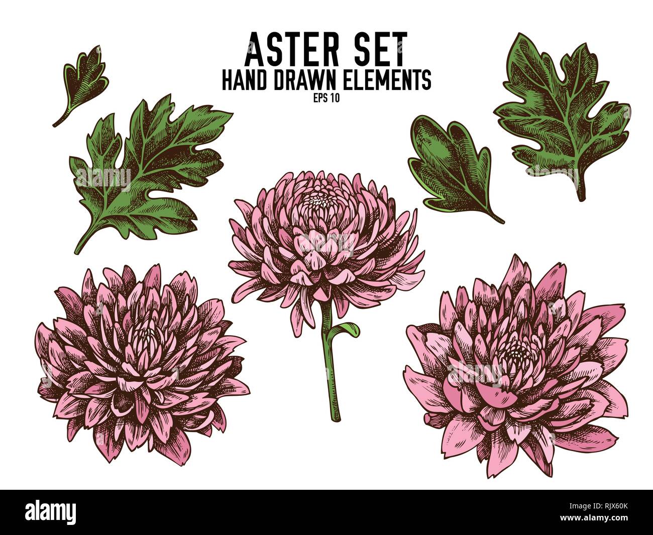 Vector collection of hand drawn colored aster Stock Vector Image & Art ...
