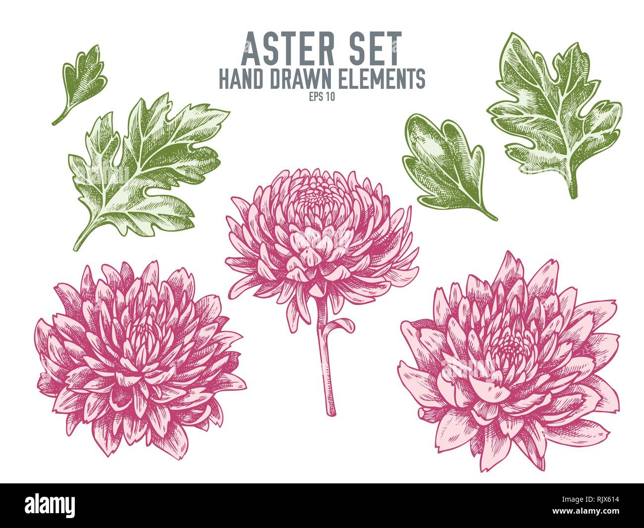 Vector collection of hand drawn pastel aster Stock Vector Image & Art ...