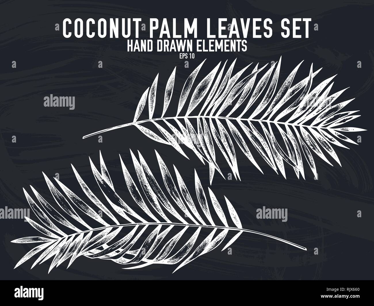 Vector collection of hand drawn chalk coconut palm leaves Stock Vector ...