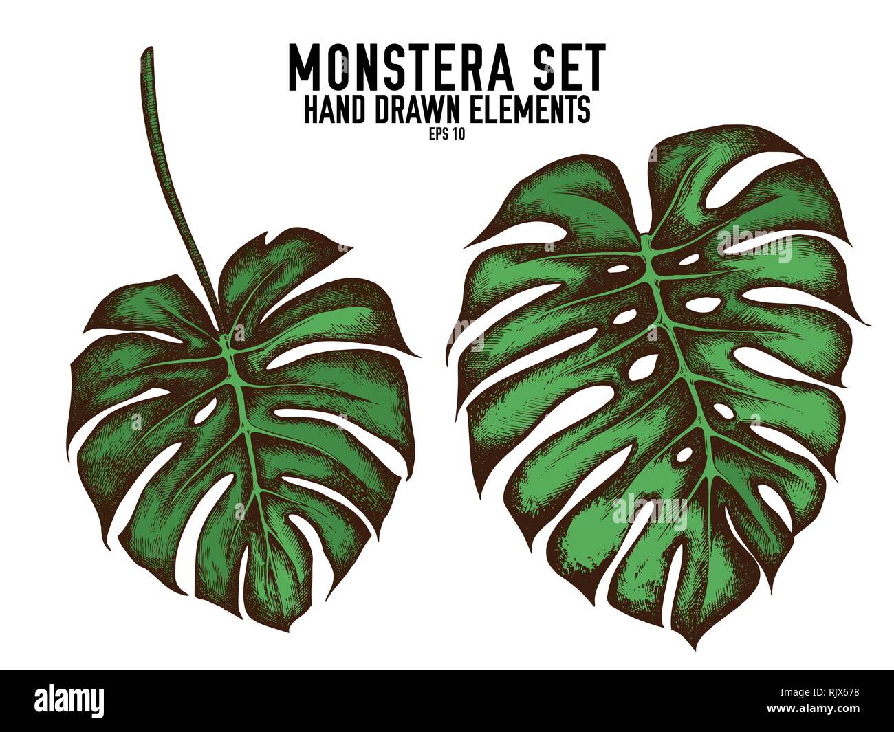 Vector collection of hand drawn colored monstera Stock Vector Image ...
