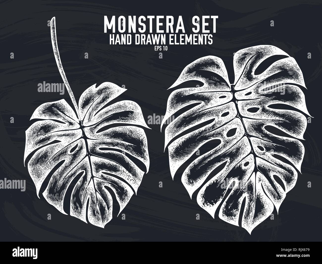 Vector collection of hand drawn chalk monstera Stock Vector Image & Art ...